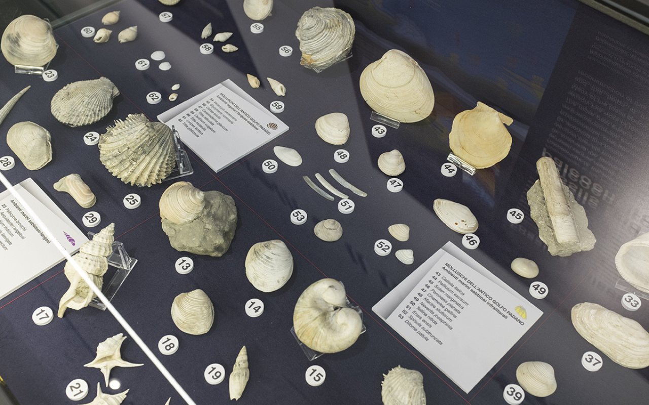 MuMAB – Museo Mare Antico e Biodiversità | Touring Club Italiano