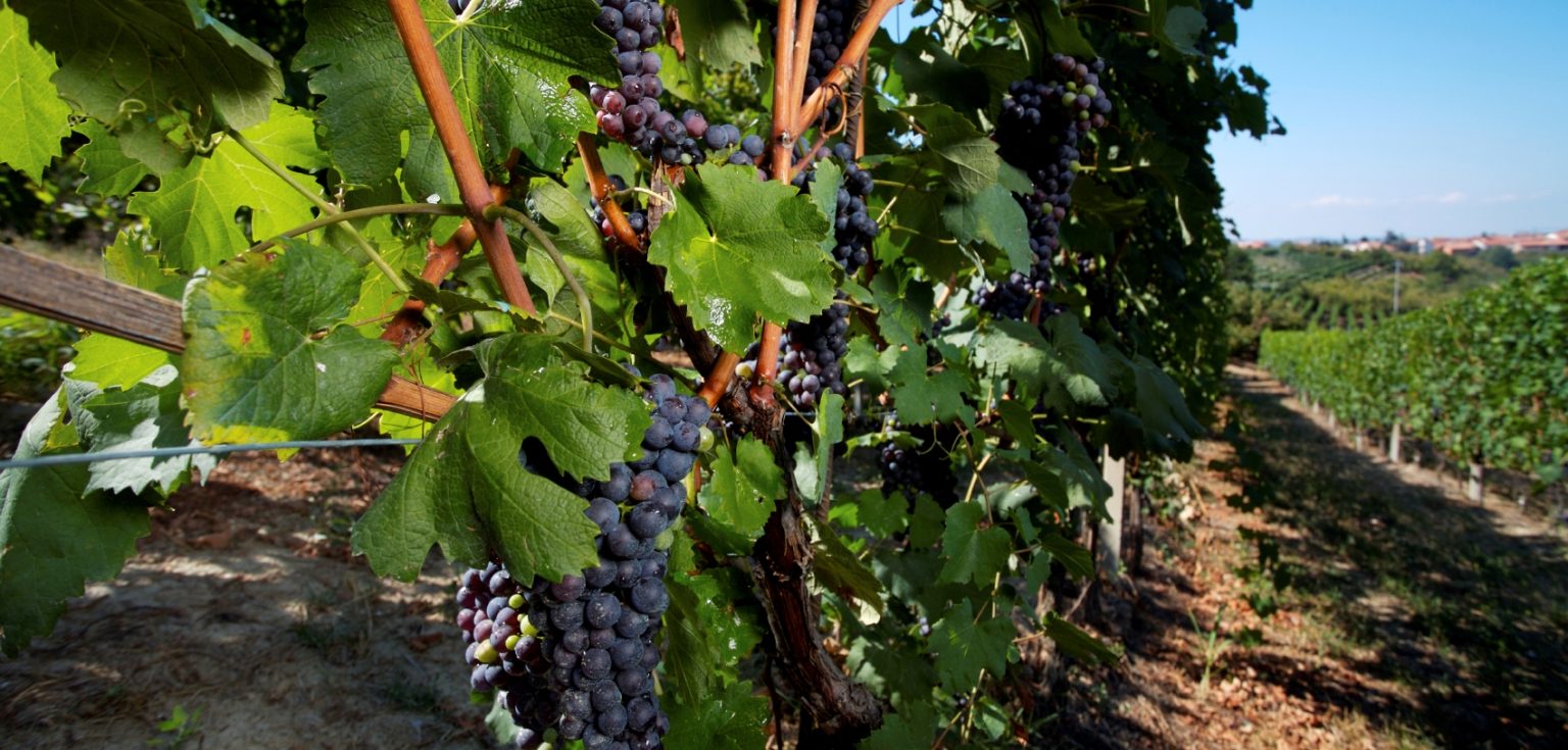 Passeggiate tra i vigneti nei borghi Bandiera arancione | Touring Club ...