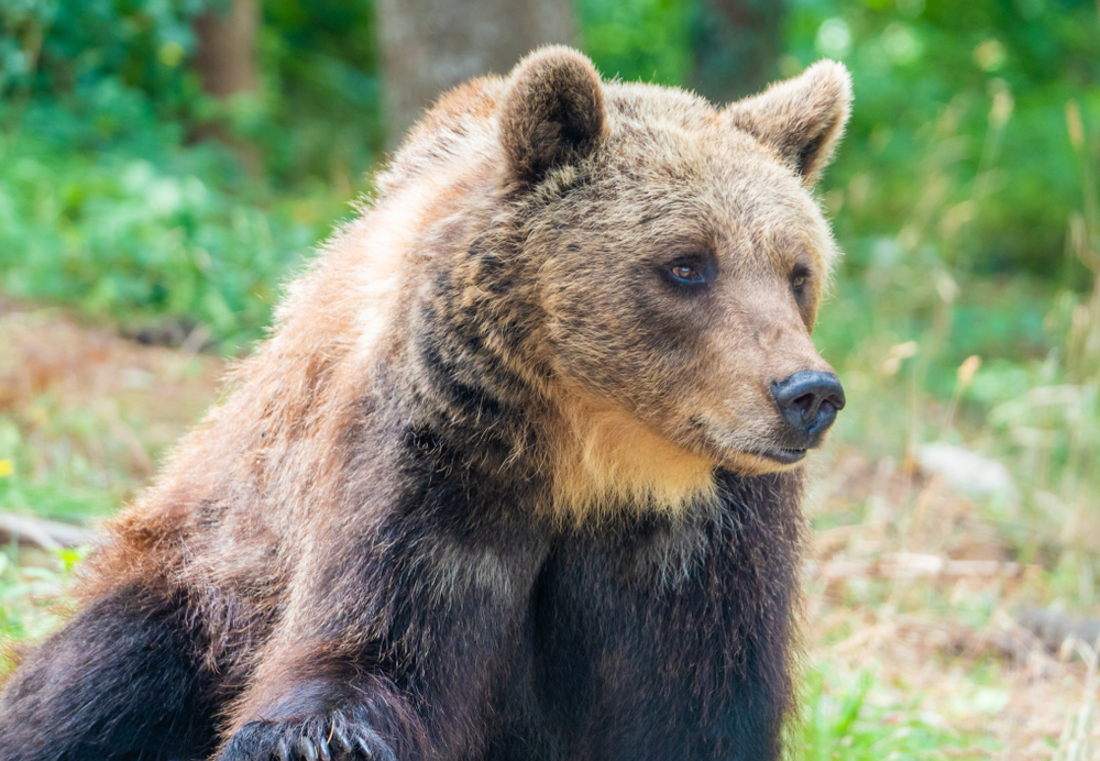 L'orso entra nel borgo abruzzese di Lama dei Peligni. E la sindaca ...